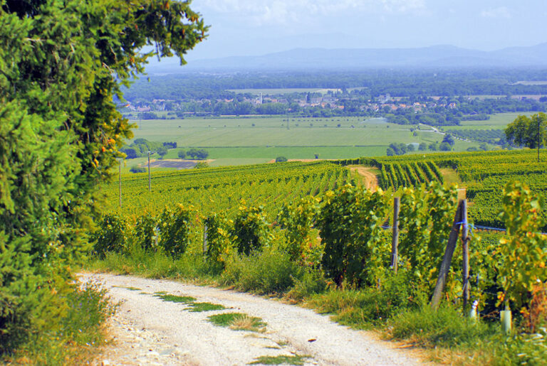 Alsace or Lorraine? 5 Key Differences to Understand — and Love — Both ...